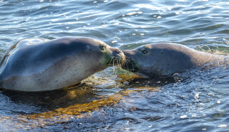 Marine Institute and partners launch new program to help monk seals ...
